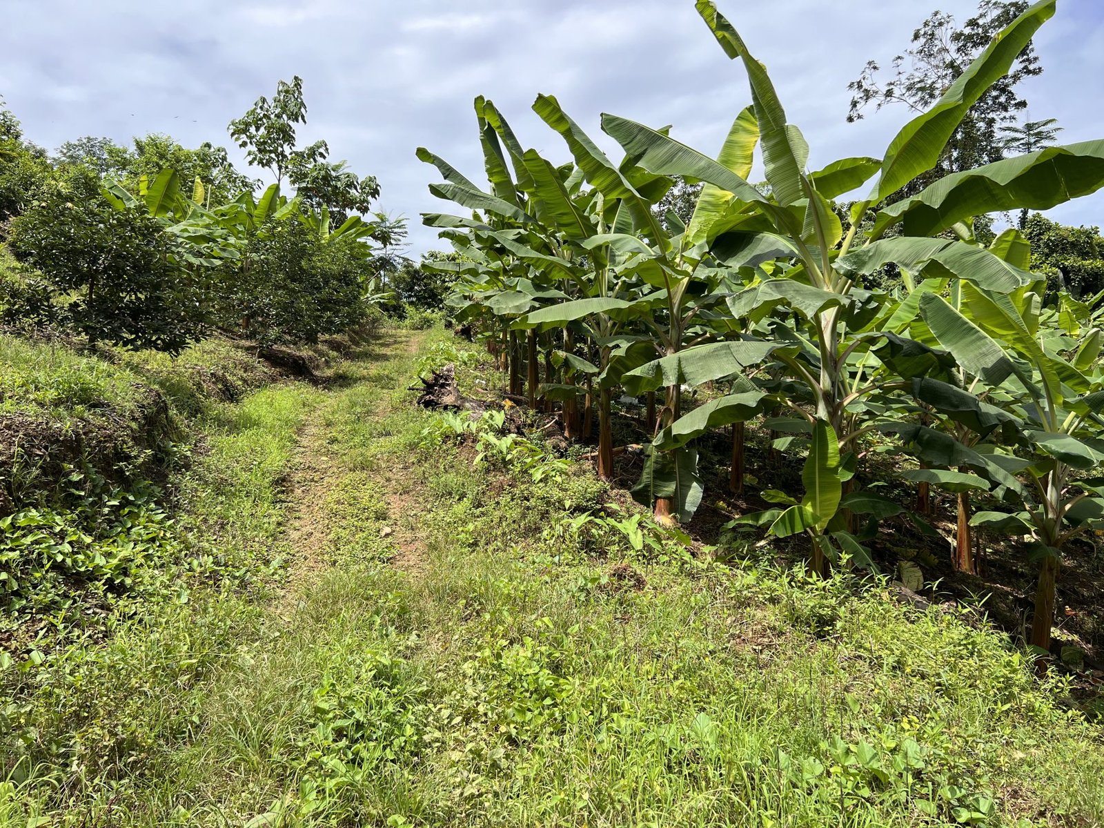 57 ACRES - Stunning Ocean View Farm In San Buenas With Legal Water ...